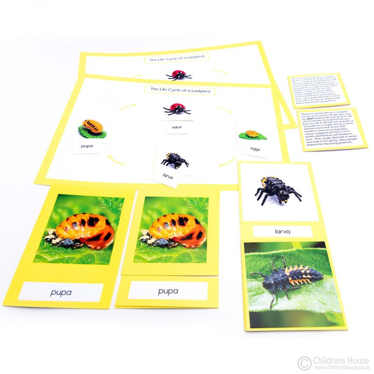 Life Cycle of Ladybird Activity - Childrens House - 3 to 9 year old child