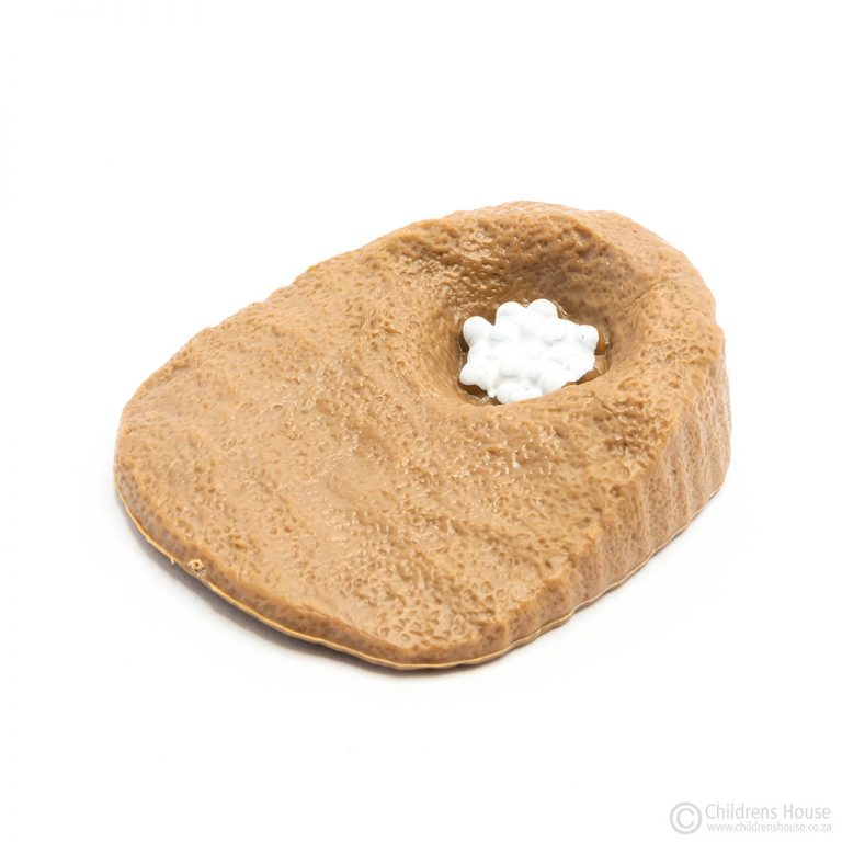 Life Cycle of a Tortoise Objects - Childrens House 4 stages of development