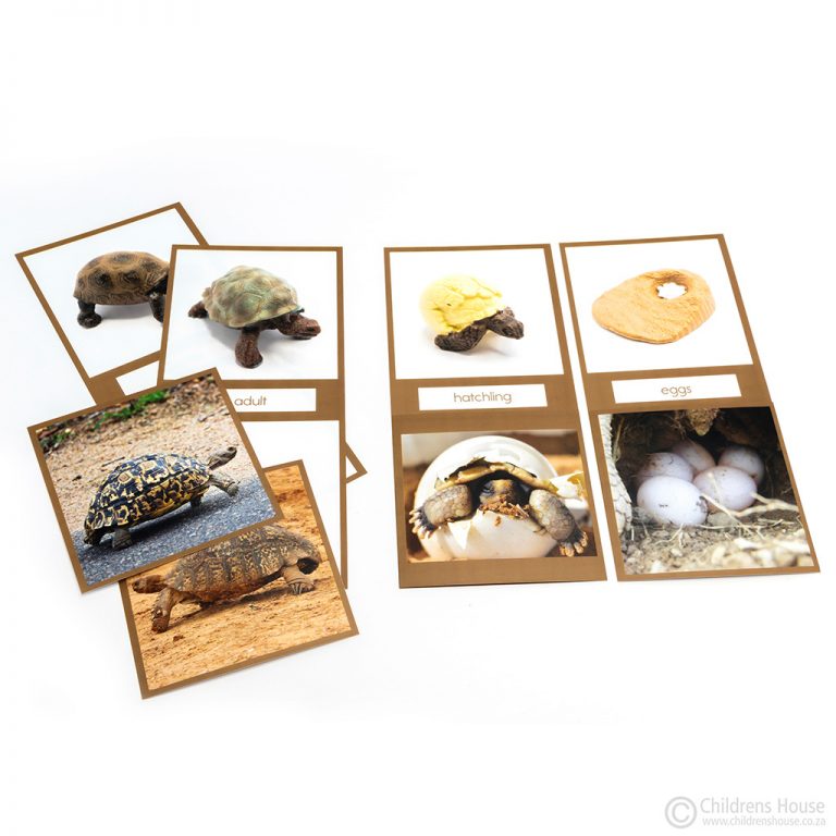 Life Cycle of a Tortoise Activity - Childrens House - a cold-blooded ...