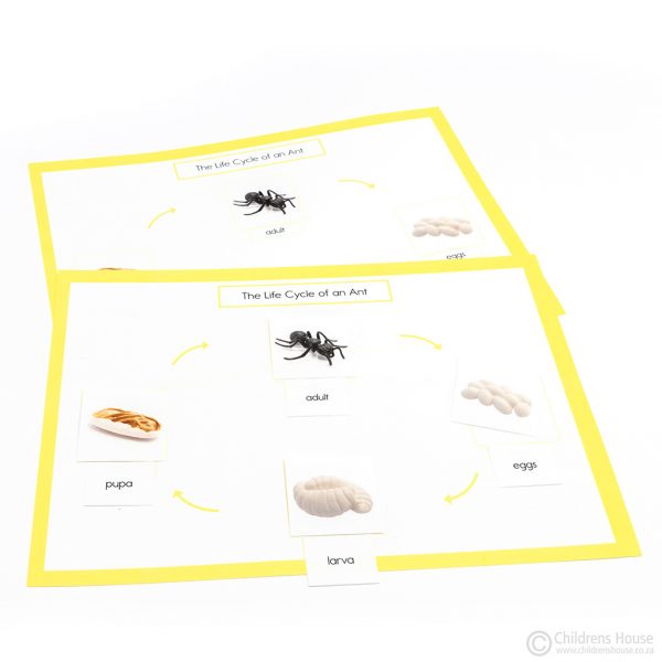 Life Cycle of an Ant Activity - Childrens House - learn about metamorphosis