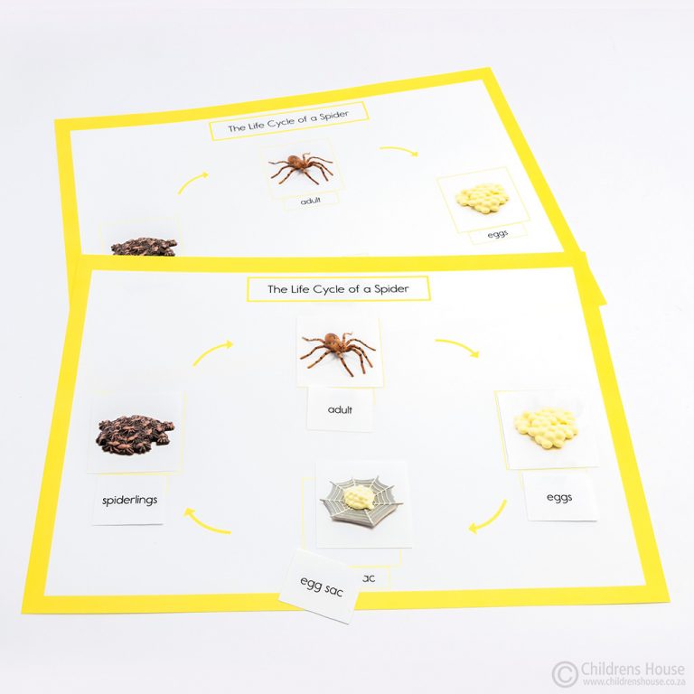 Life Cycle of Spider Activity - Childrens House Montessori Materials ...