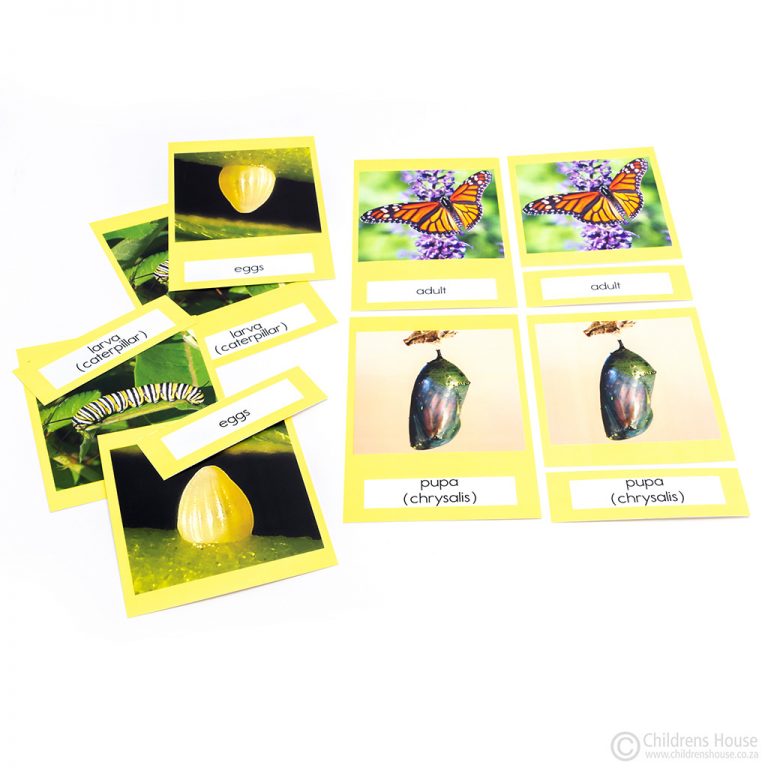 Life Cycle of a Butterfly Activity - Childrens House