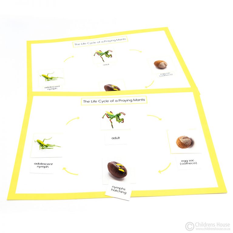 Life Cycle of a Praying Mantis Activity - Childrens House - predator at ...
