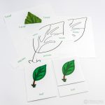 The Leaf Puzzle - Childrens House - learn the components of a leaf