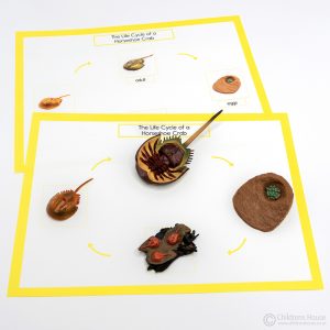 Life Cycle of a Horseshoe Crab Activity - Childrens House