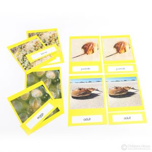 Life Cycle of a Horseshoe Crab Activity - Childrens House