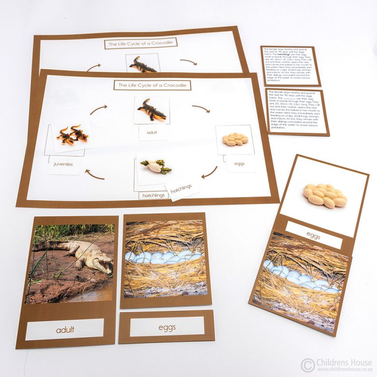 Life Cycle of a Crocodile Activity - Childrens House Montessori ...