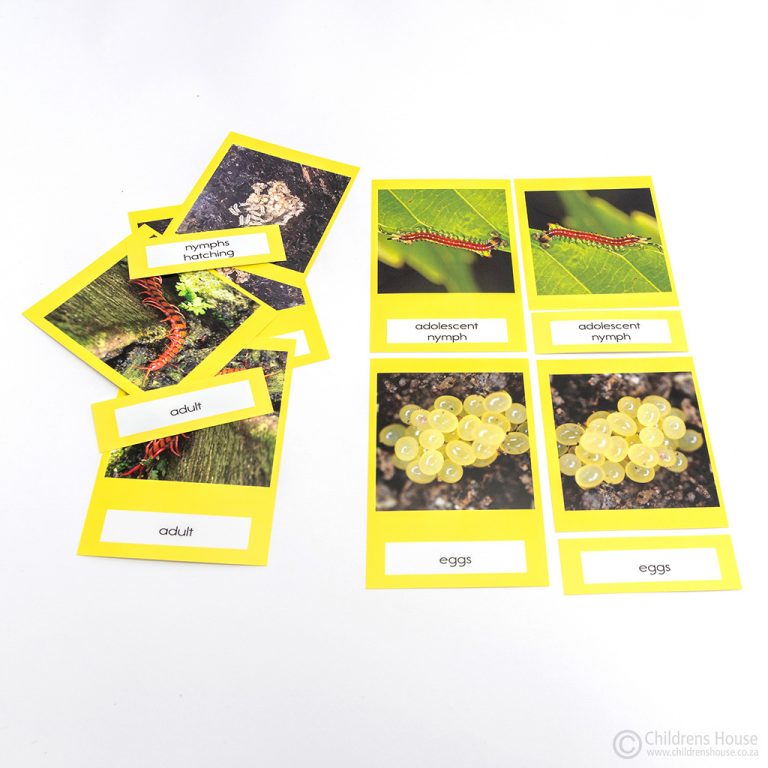 Life Cycle of a Centipede Activity - Childrens House - don't have 100 legs