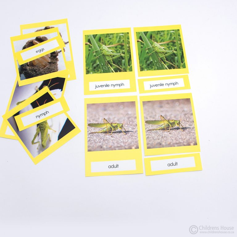 Life Cycle of a Grasshopper Activity - Childrens House Montessori ...