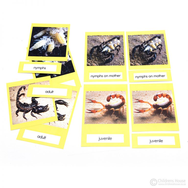 Life Cycle of a Scorpion Activity - Childrens House - they live ...