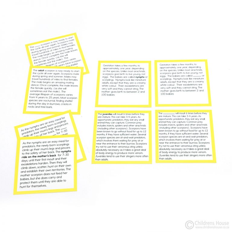 Life Cycle of a Scorpion Activity - Childrens House - they live ...