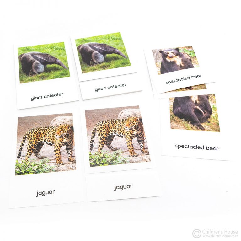 South American Mammals - 3 Part Cards - Childrens House - read them all