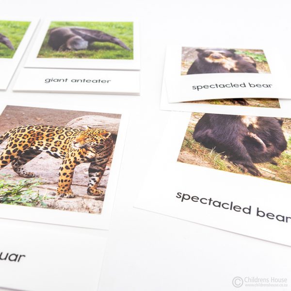 South American Mammals - 3 Part Cards - Childrens House - read them all