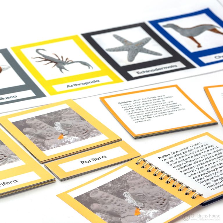 Animal Kingdom Phyla Activity - Childrens House - classification of animals