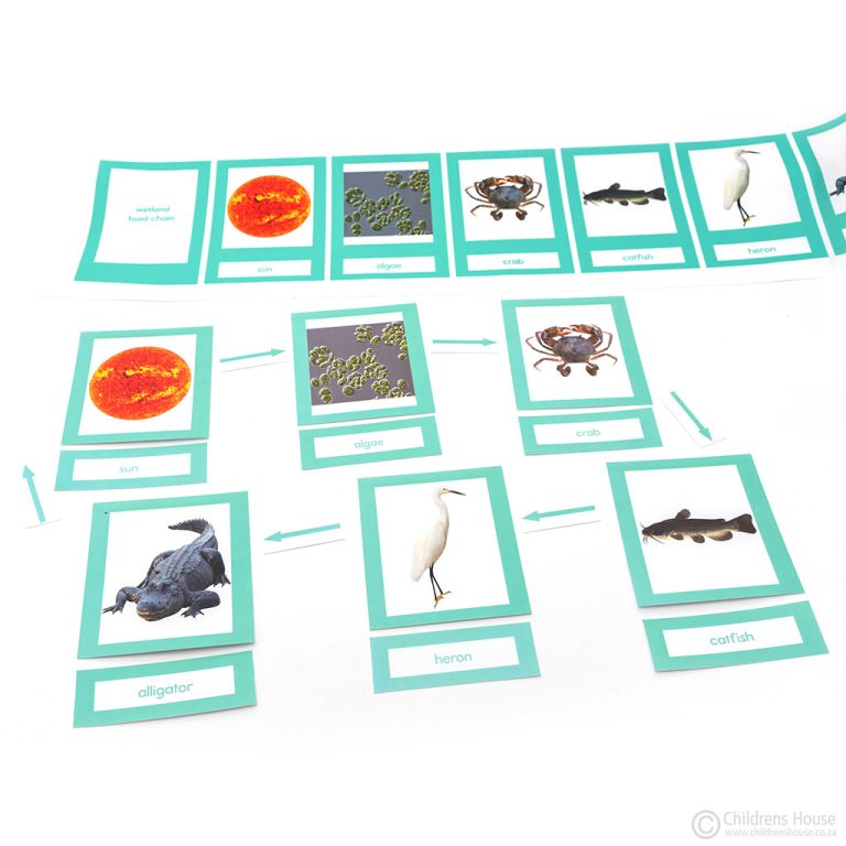 Wetland Food Chain Activity - Childrens House Montessori Materials ...