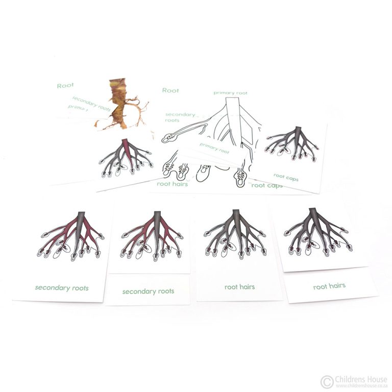 Root Puzzle Activity - Childrens House - fine motor and cognitive skills