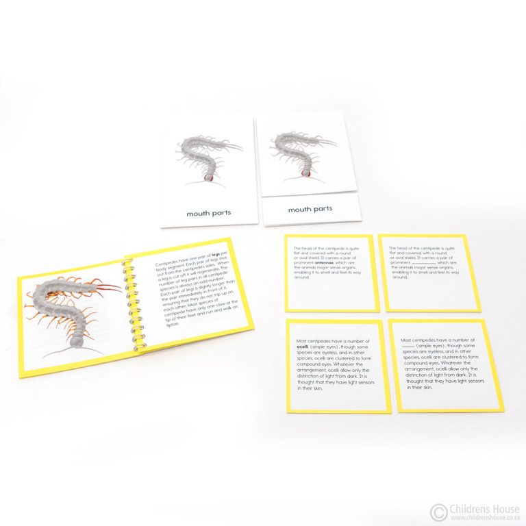 Parts of a Centipede Activity - Childrens House - are nocturnal predators