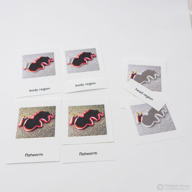 Parts of a Flatworm Activity - Childrens House Montessori Materials ...