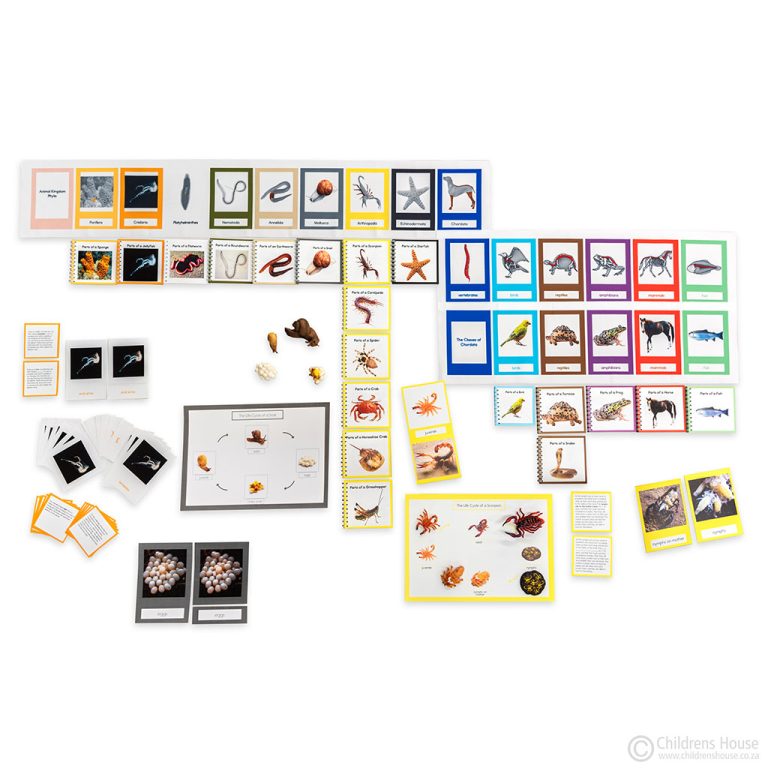 Animal Kingdom Phyla Bundle - Childrens House - classification of animals
