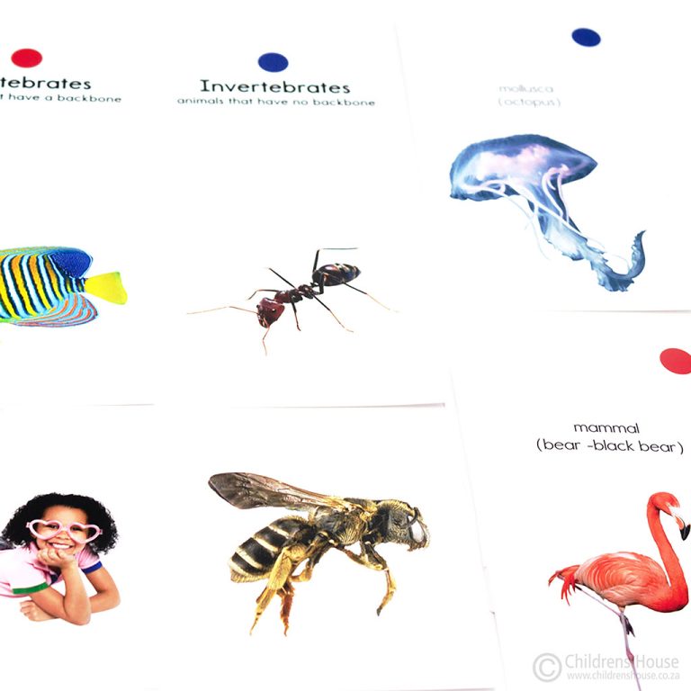 Vertebrate and Invertebrate Sorting Activity - Childrens House ...