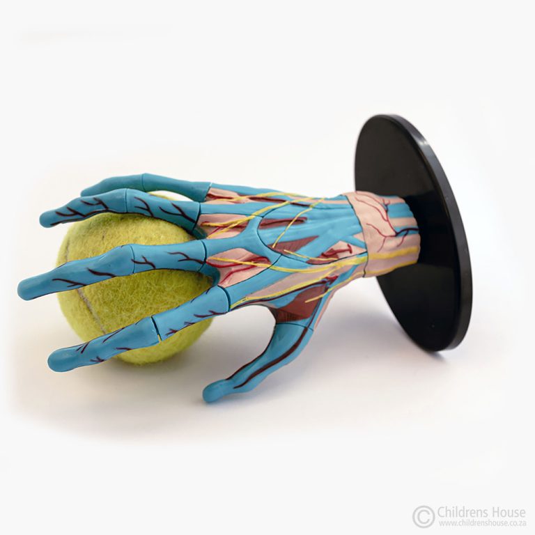 Hand Anatomy Model - Childrens House