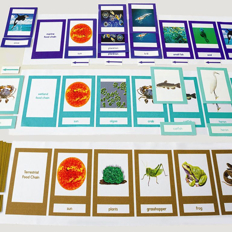 Food Chain Activity Bundle - Childrens House